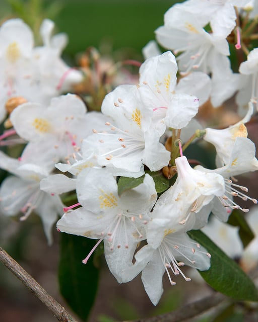Rhododendron minus - Fiche botanique | Conservation Nature