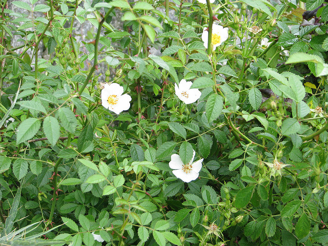 Églantier sempervirent (Rosa sempervirens) - Fiche botanique ...