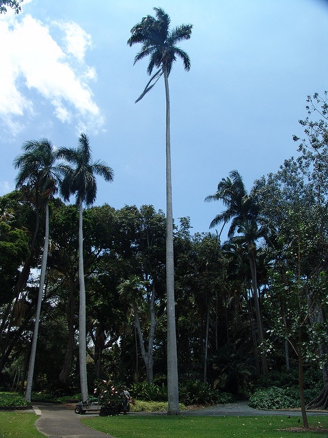 Roystonea oleracea - Fiche botanique | Conservation Nature