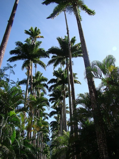Roystonea oleracea - Fiche botanique | Conservation Nature