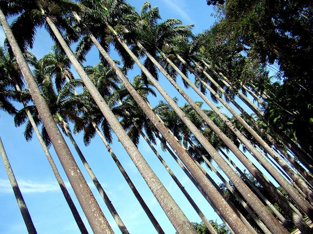 Roystonea oleracea - Fiche botanique | Conservation Nature