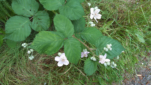 Ronce changeante (Rubus bifrons) - Fiche botanique | Conservation Nature