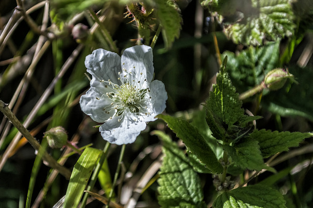 Ronce bleuâtre (Rubus caesius) - Fiche botanique | Conservation Nature