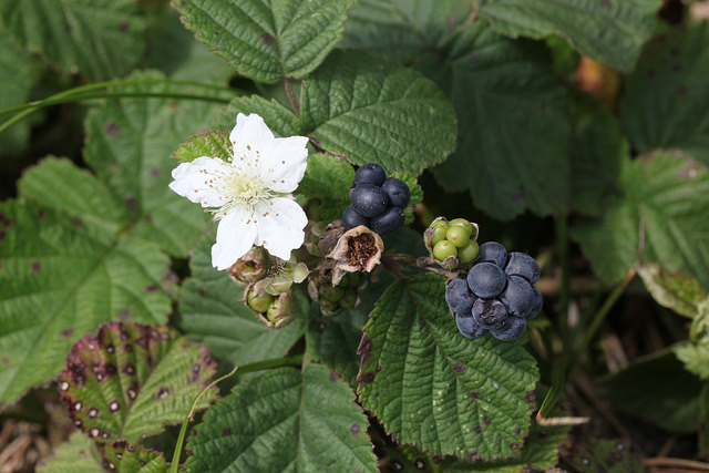Ronce bleuâtre (Rubus caesius) - Fiche botanique | Conservation Nature