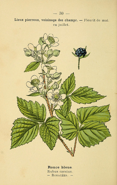 Ronce bleuâtre (Rubus caesius) - Fiche botanique | Conservation Nature
