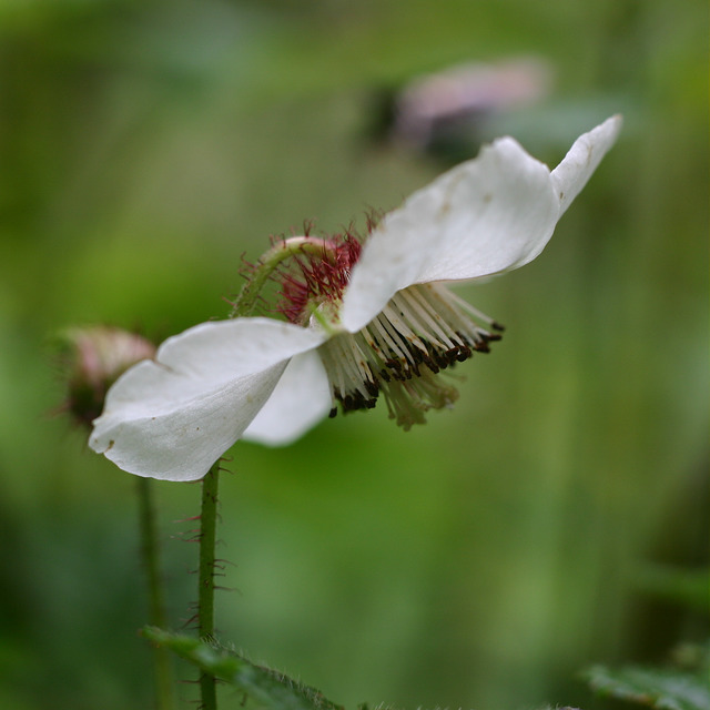 Ronce du népal (Rubus nepalensis) - Fiche botanique | Conservation Nature