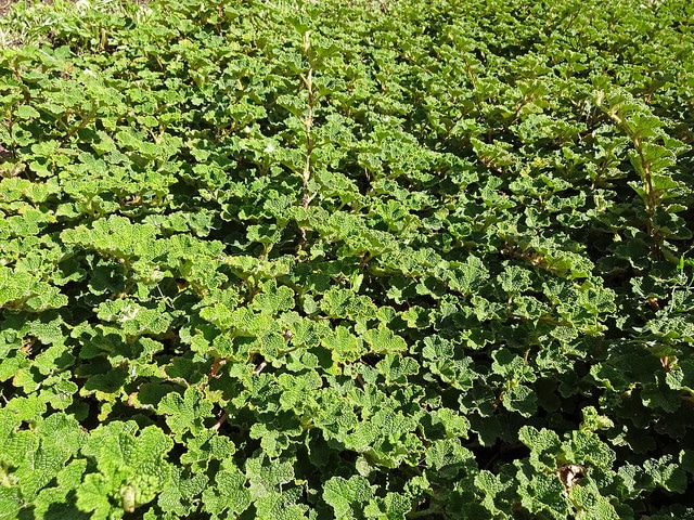 Ronce (Rubus pentalobus) - Fiche botanique | Conservation Nature