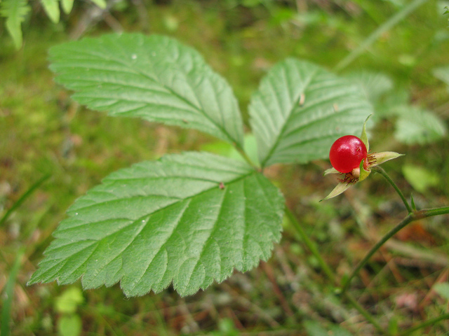 Ronce des rochers (Rubus saxatilis) - Fiche botanique | Conservation Nature