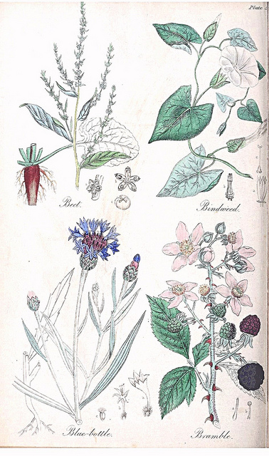 Ronce commune (Rubus vulgaris) - Fiche botanique | Conservation Nature