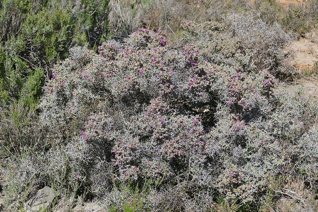 Ruschia spinosa - Fiche botanique | Conservation Nature