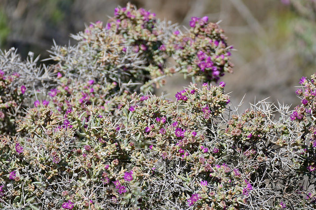 Ruschia spinosa - Fiche botanique | Conservation Nature
