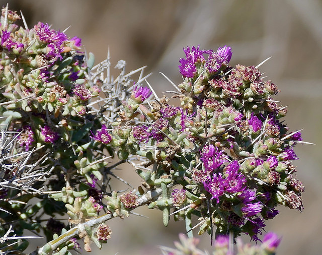 Ruschia spinosa - Fiche botanique | Conservation Nature
