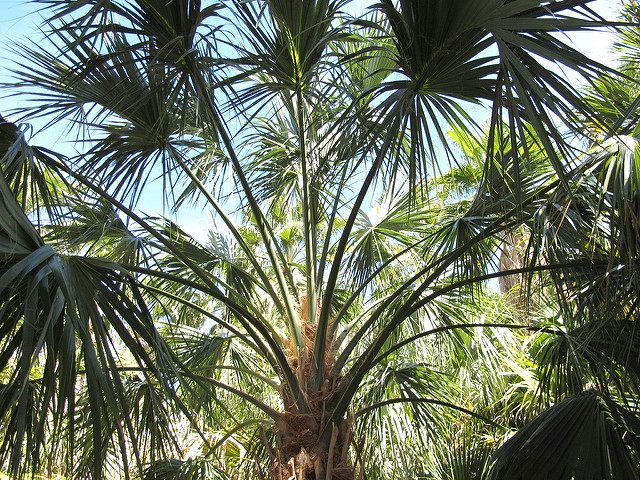 Chou palmiste (Sabal palmetto) - Fiche botanique | Conservation Nature