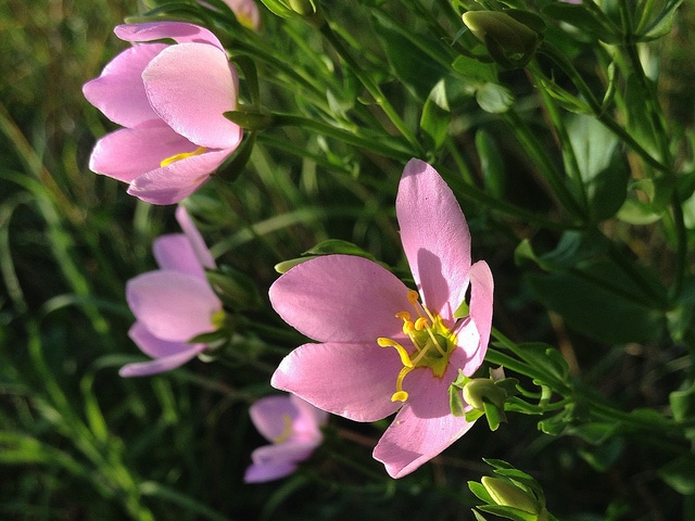 Sabatia angularis - Fiche botanique | Conservation Nature