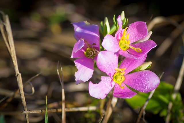 Sabatia angularis - Fiche botanique | Conservation Nature