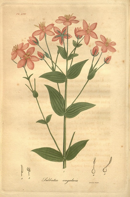 Sabatia angularis - Fiche botanique | Conservation Nature