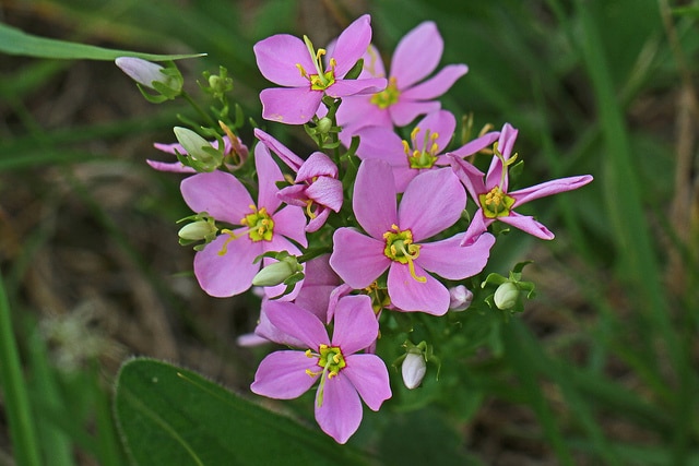 Sabatia angularis - Fiche botanique | Conservation Nature