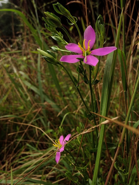 Sabatia angularis - Fiche botanique | Conservation Nature