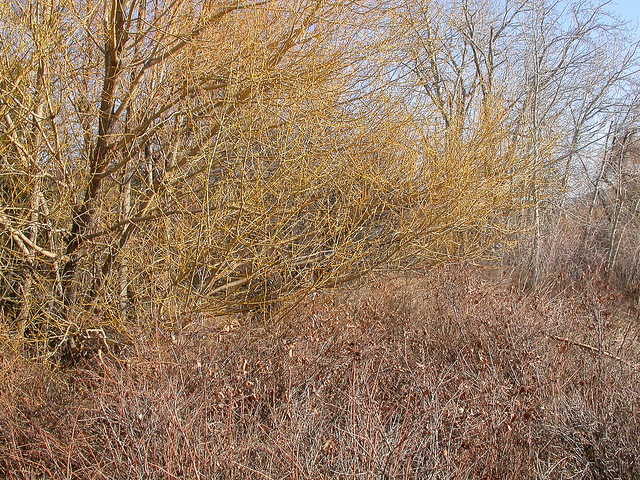 Saule cassant (Salix fragilis) - Fiche botanique | Conservation Nature