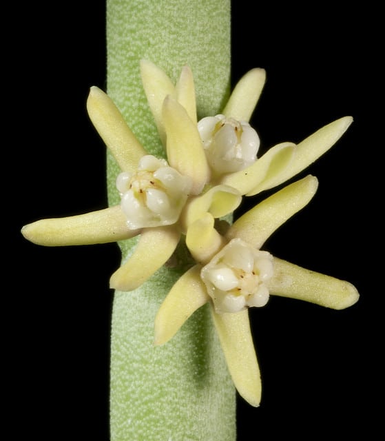 Sarcostemma viminale - Fiche botanique | Conservation Nature