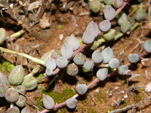 Senecio radicans - Fiche botanique | Conservation Nature