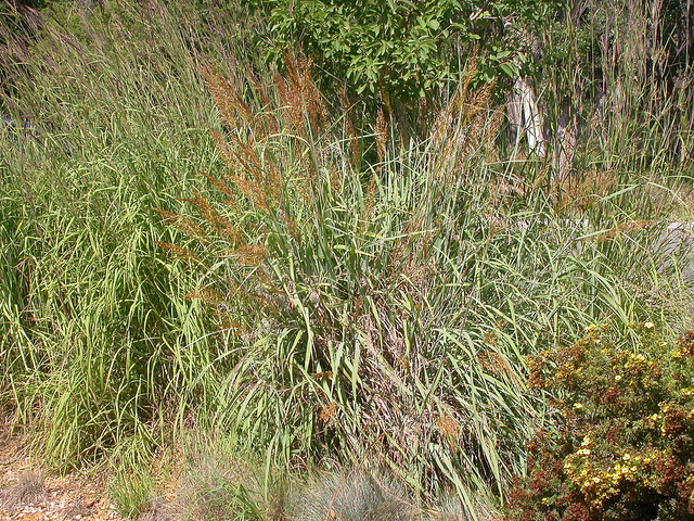 Herbe des indiens (Sorghastrum nutans) - Fiche botanique | Conservation ...