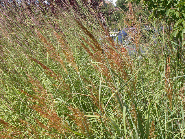Herbe des indiens (Sorghastrum nutans) - Fiche botanique | Conservation ...