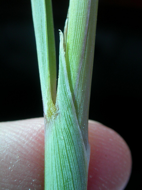 Herbe des indiens (Sorghastrum nutans) - Fiche botanique | Conservation ...