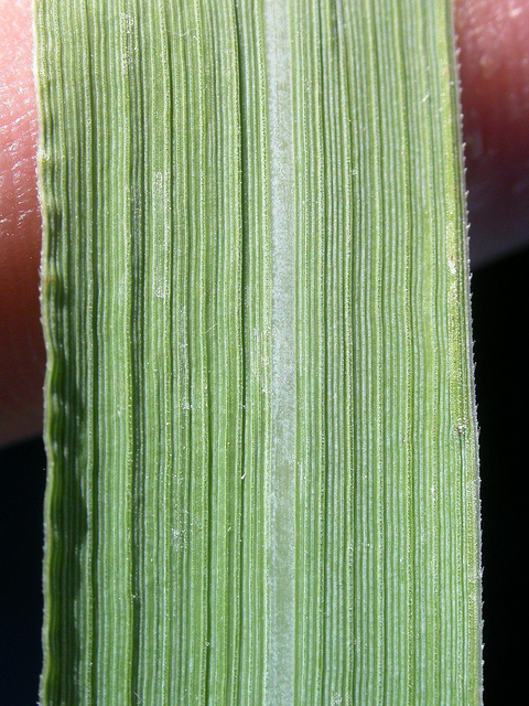 Herbe des indiens (Sorghastrum nutans) - Fiche botanique | Conservation ...