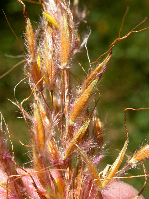 Herbe des indiens (Sorghastrum nutans) - Fiche botanique | Conservation ...