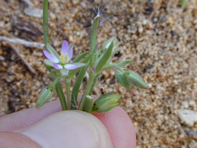 Spergulaire du sel (Spergularia marina) - Fiche botanique ...
