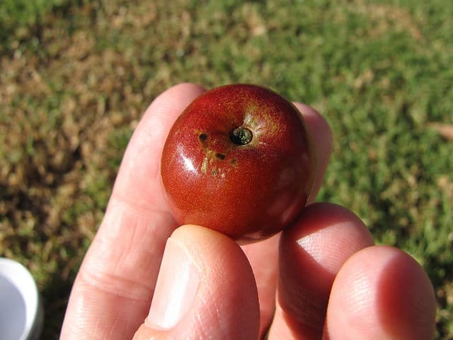 Mombin rouge (Spondias purpurea) - Fiche botanique | Conservation Nature