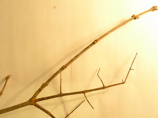 Syringa reticulata - Fiche botanique | Conservation Nature