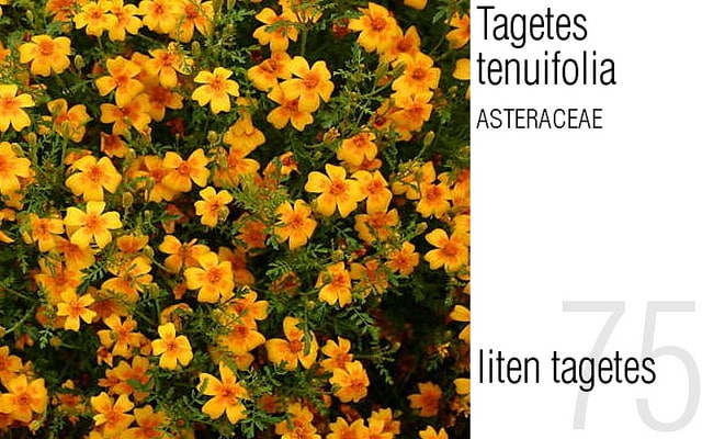 Tagetes tenuifolia - Fiche botanique | Conservation Nature
