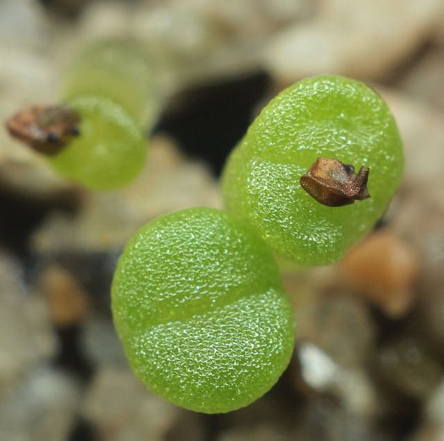 Tanquana hilmarii - Fiche botanique | Conservation Nature