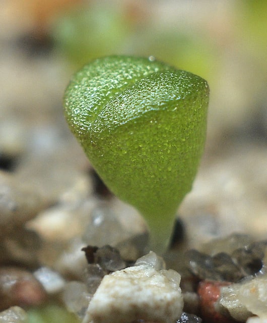 Tanquana hilmarii - Fiche botanique | Conservation Nature