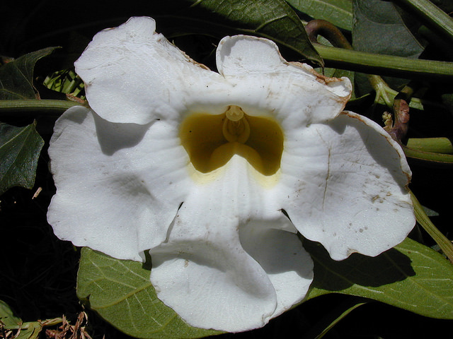 Liane de chine (Thunbergia grandiflora) - Fiche botanique ...