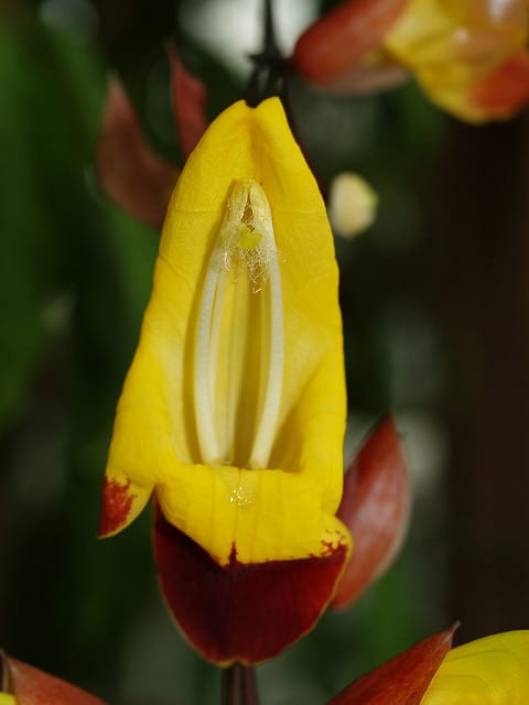 Liane de mysore (Thunbergia mysorensis) - Fiche botanique ...