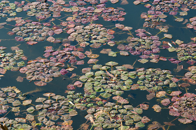 Mâcre nageante (Trapa natans) - Fiche botanique | Conservation Nature