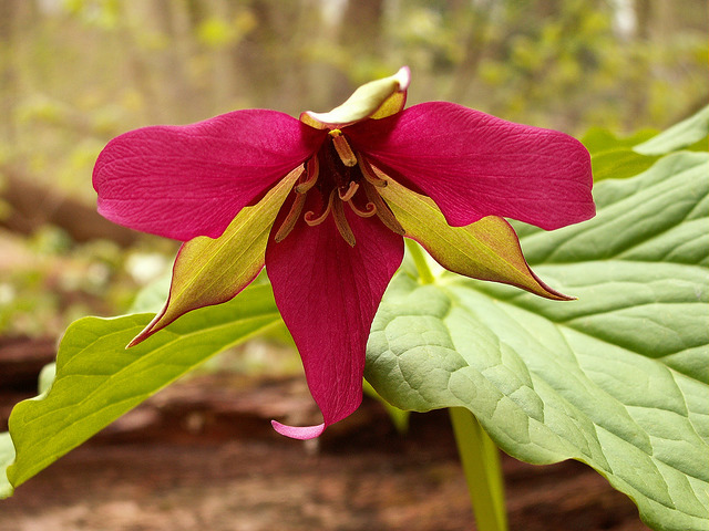 Trille rouge (Trillium erectum) - Fiche botanique | Conservation Nature