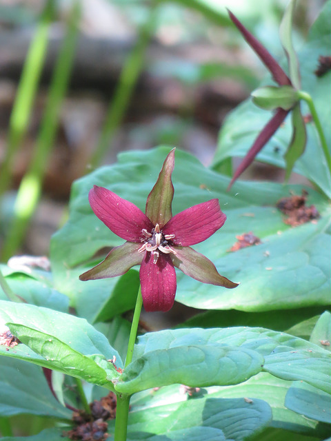 Trille rouge (Trillium erectum) - Fiche botanique | Conservation Nature