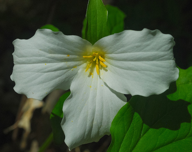 Trillium grandiflorum (Trillium grandiflorum) - Fiche botanique ...