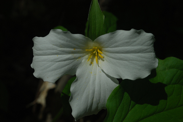 Trillium grandiflorum (Trillium grandiflorum) - Fiche botanique ...