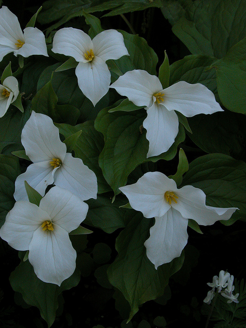 Trillium grandiflorum (Trillium grandiflorum) - Fiche botanique ...