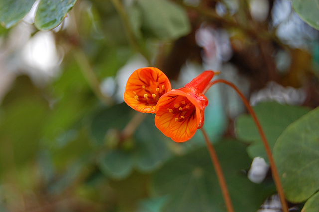 Capucine tubéreuse (Tropaeolum tuberosum) - Fiche botanique ...