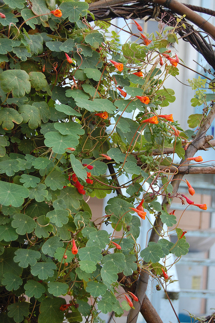 Capucine tubéreuse (Tropaeolum tuberosum) - Fiche botanique ...