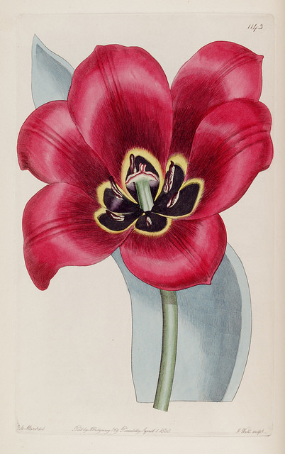 Tulipa agenensis - Fiche botanique | Conservation Nature