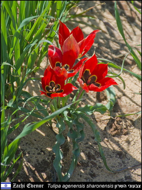 Tulipa agenensis - Fiche botanique | Conservation Nature