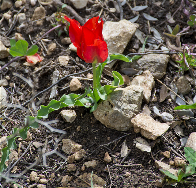 Tulipa agenensis - Fiche botanique | Conservation Nature