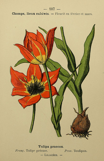 Tulipa agenensis - Fiche botanique | Conservation Nature